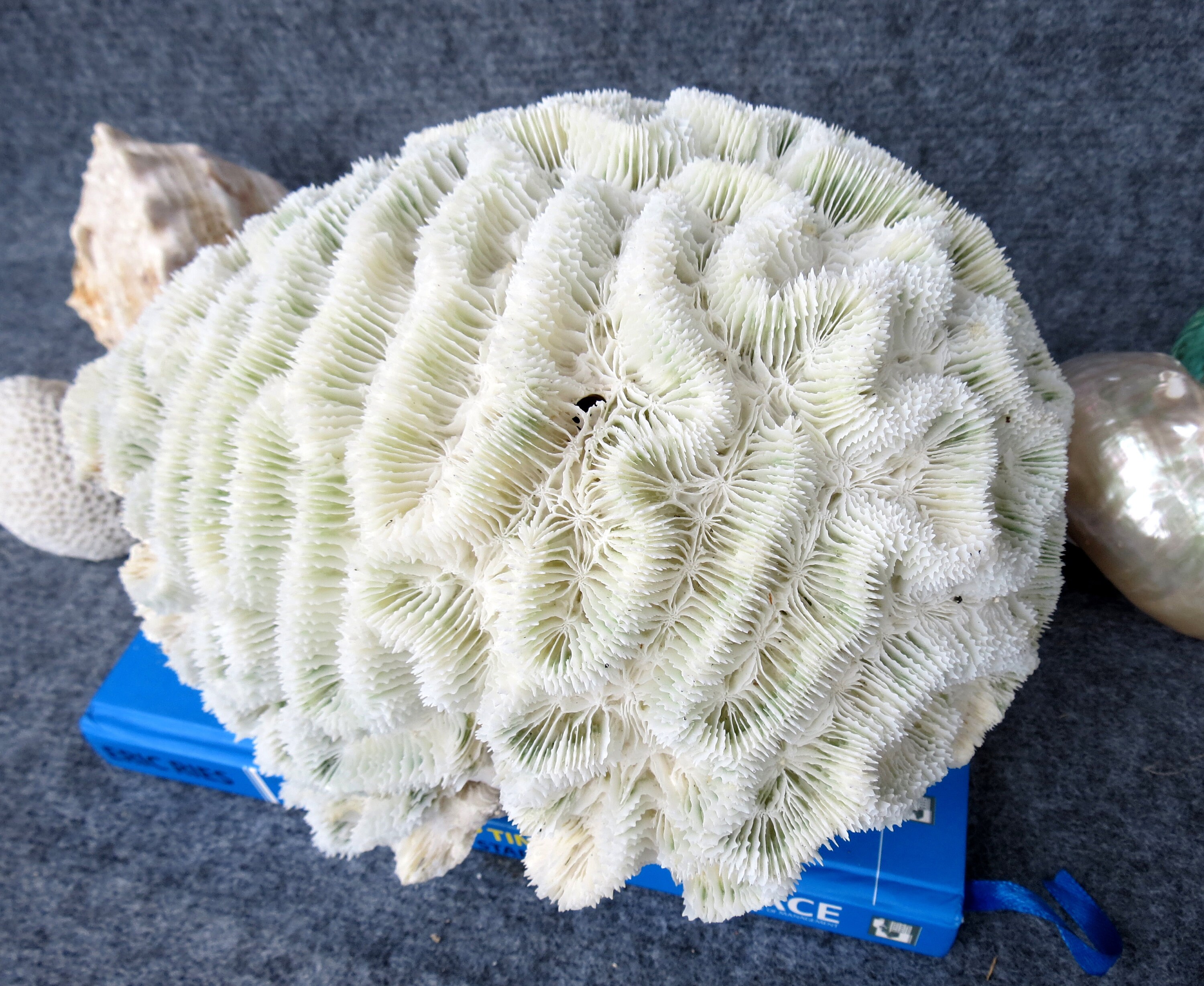 Super Big Coral 3kg, Beautiful Shape, Natural Color, Unique Corals ...