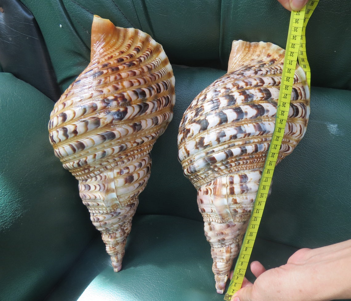 1 Pair of Trumpet Shells ,trumpet Shell, Large Snail Shell, Decorative ...