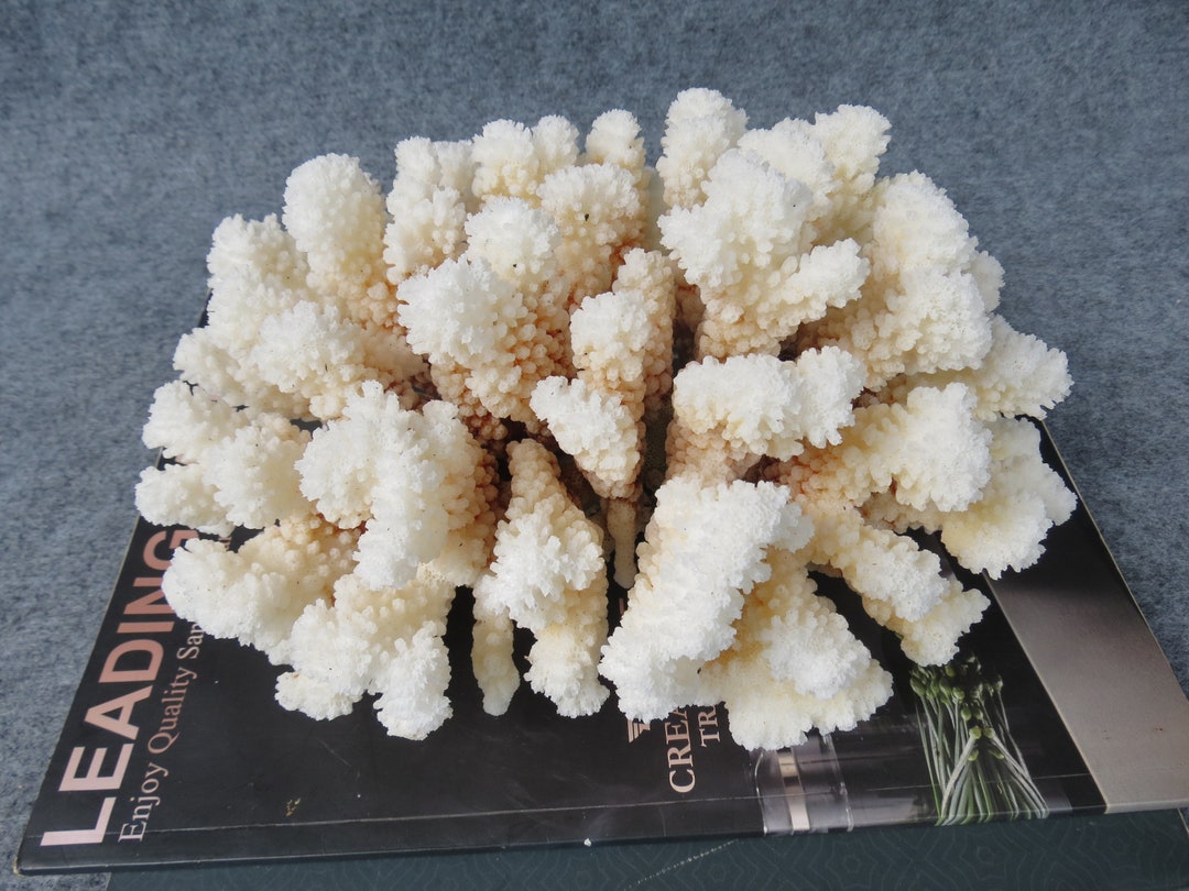 Natural White Coral Tree, White Coral Reef, Aquarium Decoration, Fish ...