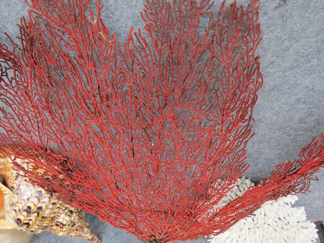 Red Coral Branch 13,7x6,7x4 Inches | Natural Coral | Real Coral | Coral ...
