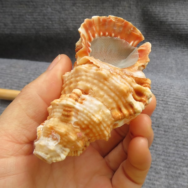 Shell Pipe - Etsy