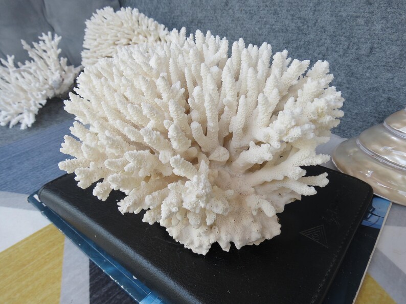Real White Coral is Very Beautiful, Natural Coral, Very Special ...