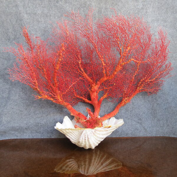 Red Sea Coral - Etsy