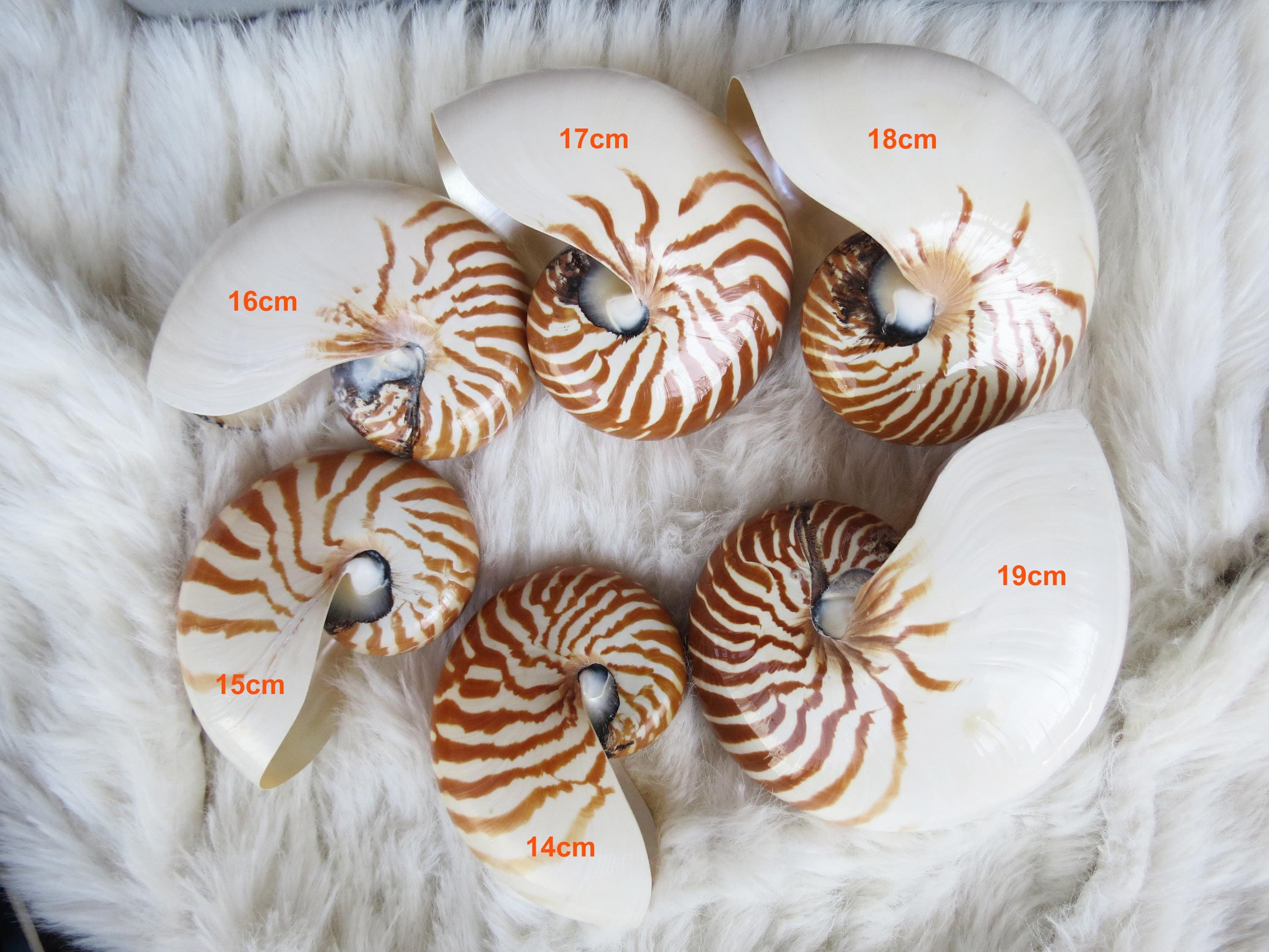 5.1-7.9"(13-20cm) Chambered Nautilus Shell, Natural Seashell for Home ...