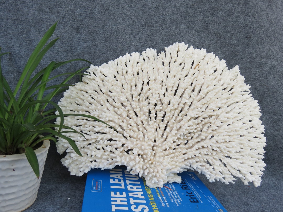 Natural White Coral Tree, Big Coral 44 Cm, Furnishing Ornaments Home ...