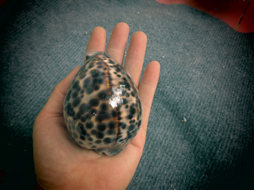 Tiger Shell Porcelain Snail Shell - Etsy