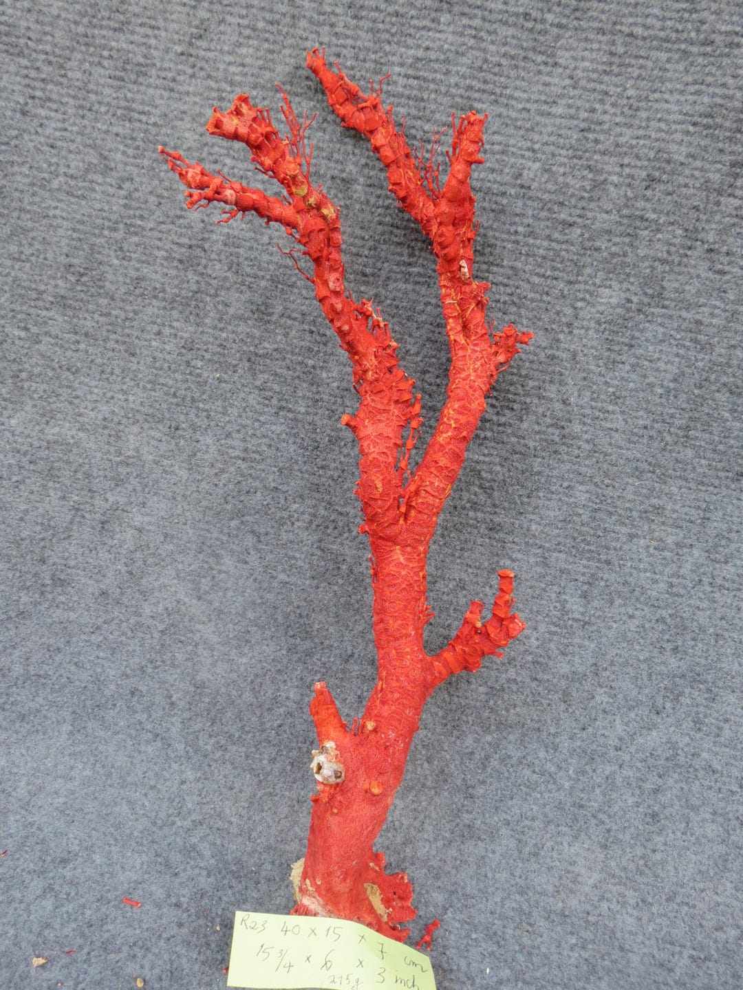 Real Red Coral Decor, Red Coral Reef Has a Special Shape Beautiful ...