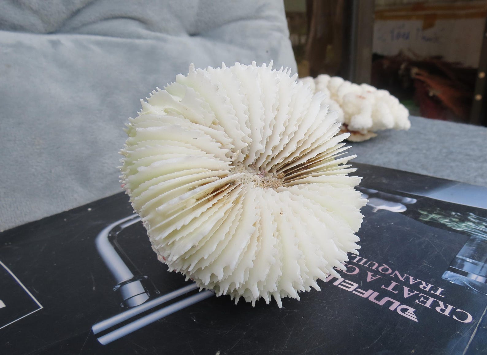 Real White Coral is Very Beautiful, Natural Coral Flower Shape, Very ...