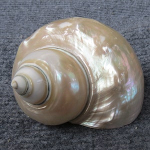 Large Conch Shell, Beautiful Large Shells, Home Decoration Snail Shells ...