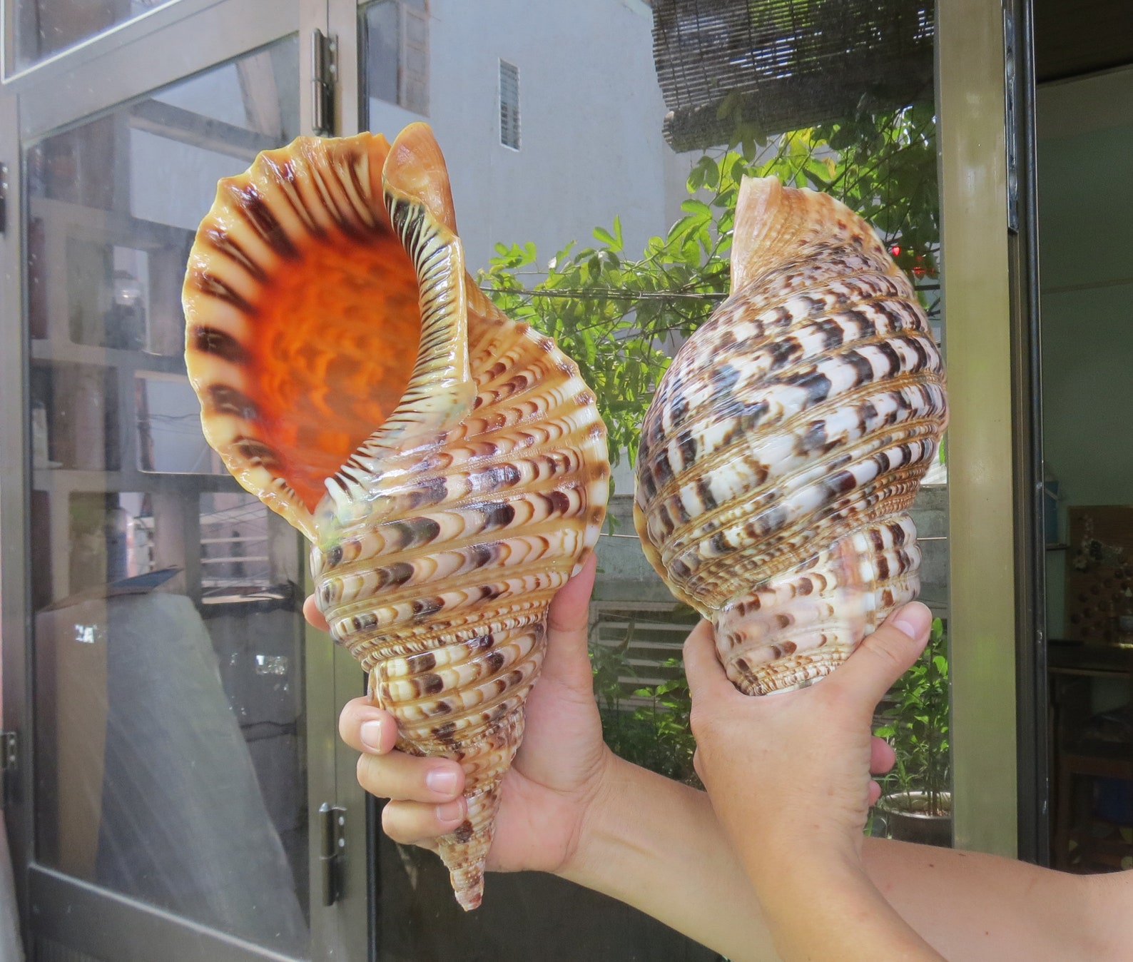 1 Pair of Trumpet Shells ,trumpet Shell, Large Snail Shell, Decorative ...