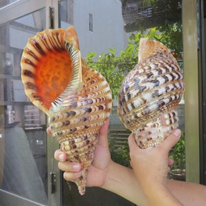 1 Pair of Trumpet Shells ,trumpet Shell, Large Snail Shell, Decorative ...