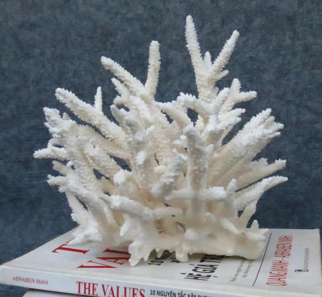 Real Coral Decor,reef Coral, Beautiful Natural Coral, Marine Coral ...