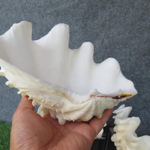 Pair of Tridacna Clam Shells Natural Large Seashell, Beautiful Vintage ...