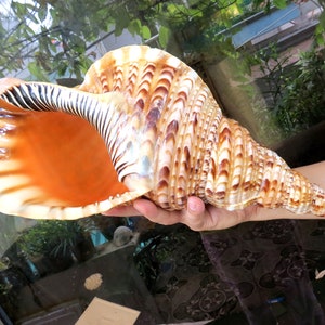 Large Natural Sea Shell Size 40 Cm, Trumpet Triton Seashell , Lovely ...