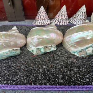 Large Giant Green Marmoratus Turban Shell, Large Conch Shell, Turbo ...