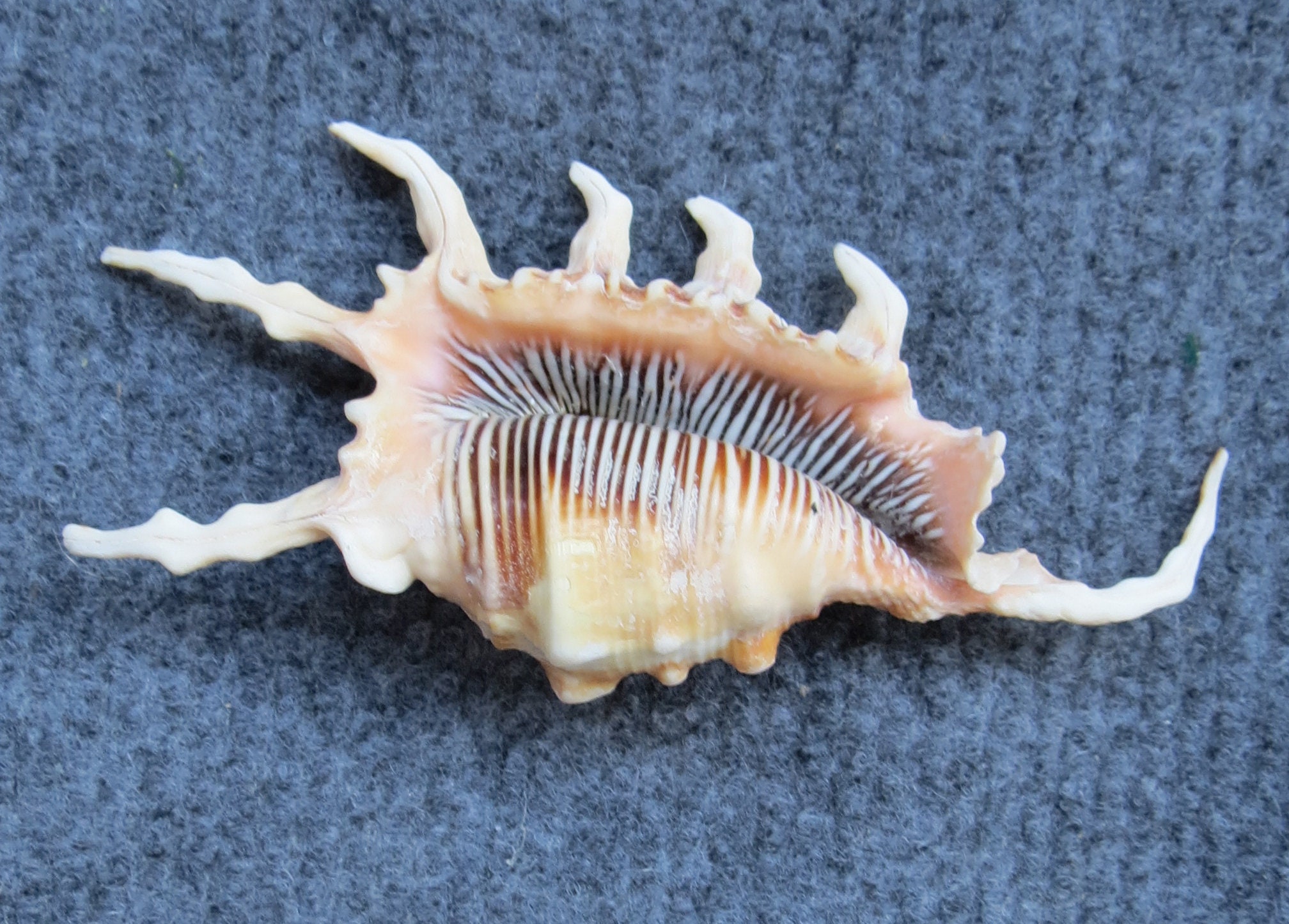 Dinosaur Shell - Etsy