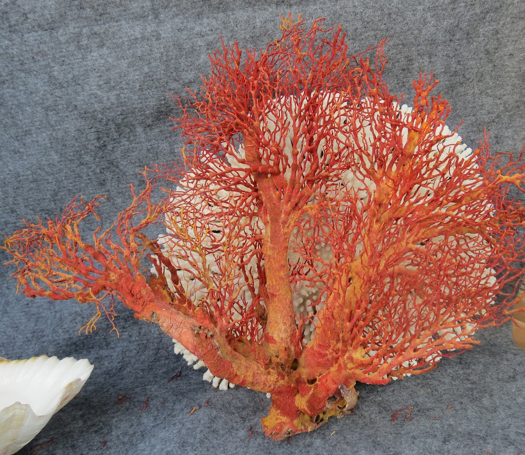 Natural Red Coral, Branches of Red Coral, Beach Decor , Wedding Decor ...