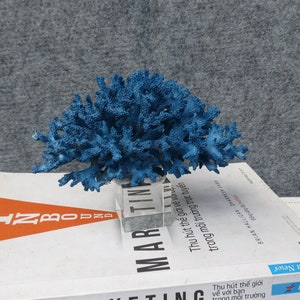 Real Blue Coral Decor,coral With Crystal Base, Beautiful Natural Coral ...