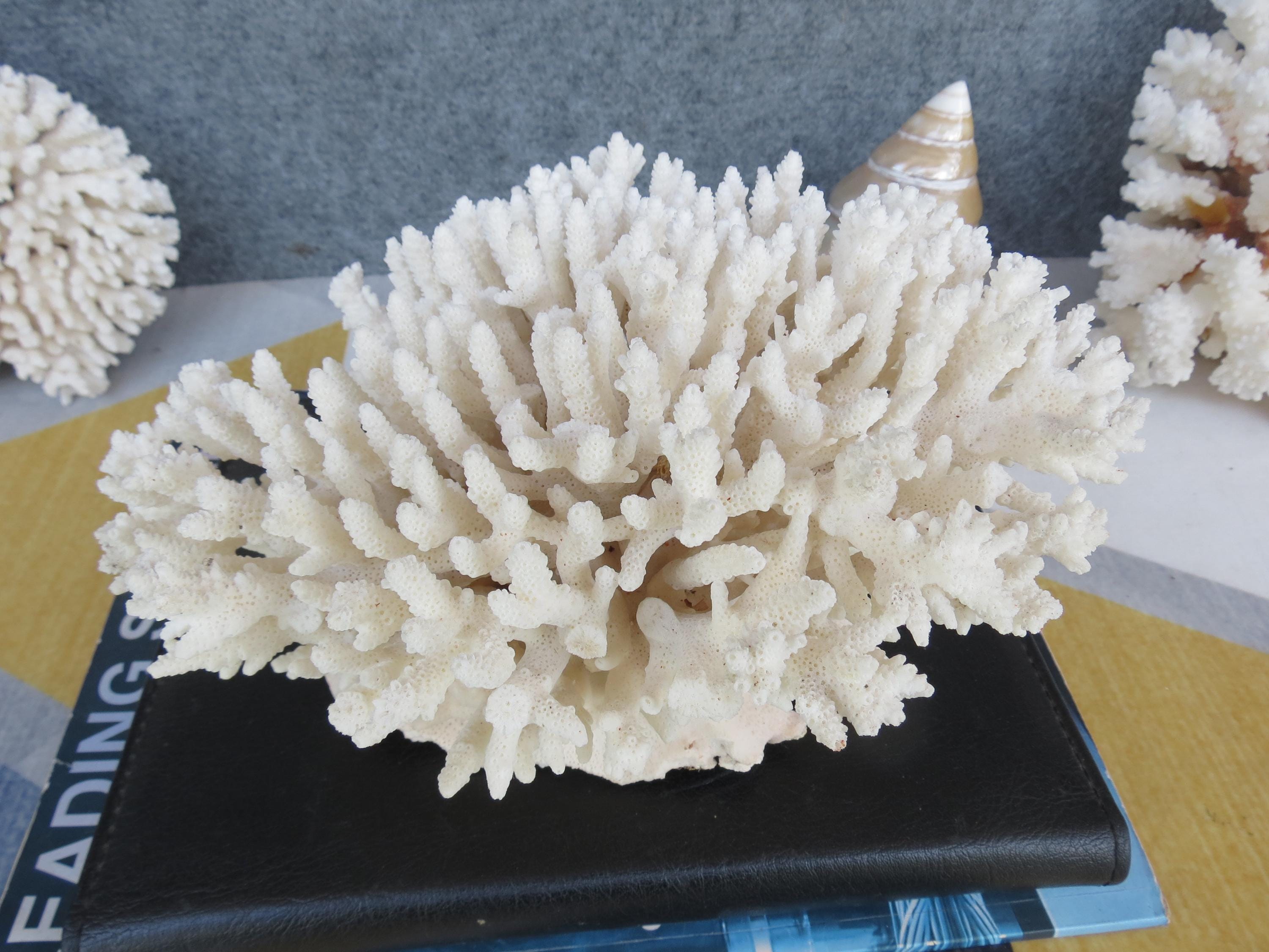 Real White Coral is Very Beautiful, Natural Coral, Very Special ...
