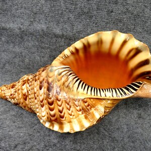 Large Natural Sea Shell Size 40 Cm, Trumpet Triton Seashell , Lovely ...