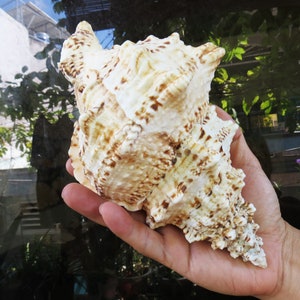 Large Natural Sea Shell, Tutufa Bubo Seashell, Lovely Big Sea Shell for ...