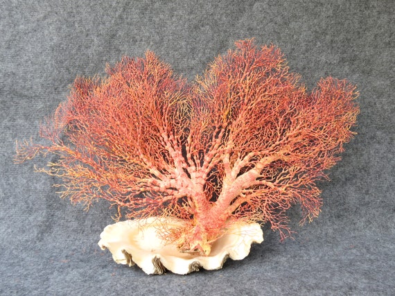 Natural coral for sale store
