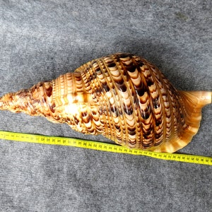 Large Natural Sea Shell Size 40 Cm, Trumpet Triton Seashell , Lovely ...