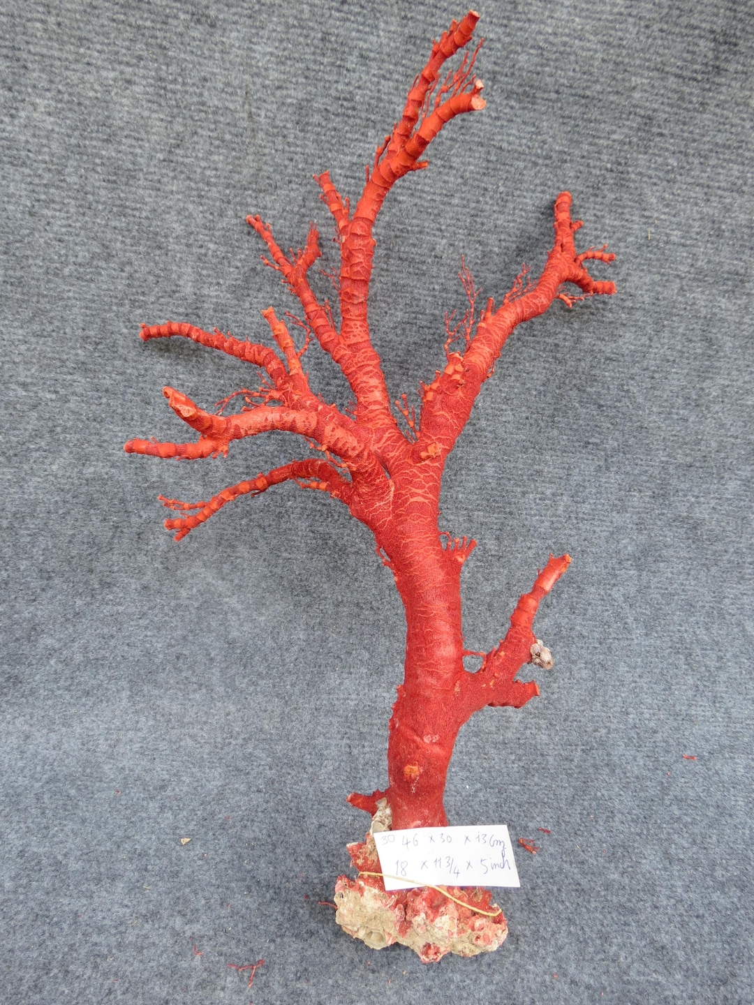 Red Coral Branch, Red Coral Tree, Natural Coral, Real Coral, Coral ...