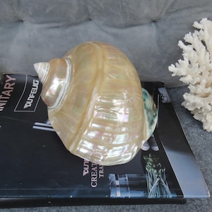 Large Giant Green Marmoratus Turban Shell, Large Conch Shell, Turbo ...
