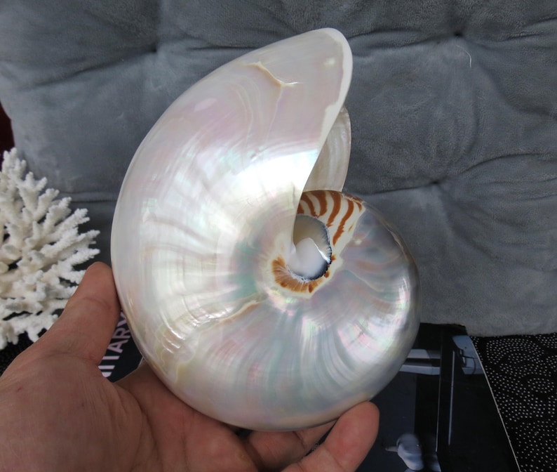 Mother of Pearl Chambered Nautilus Shell, Polished Seashell, Home Decor ...