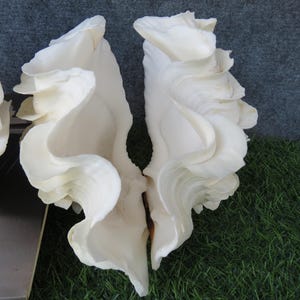 Pair of Tridacna Clam Shells Natural Large Seashell, Beautiful Vintage ...