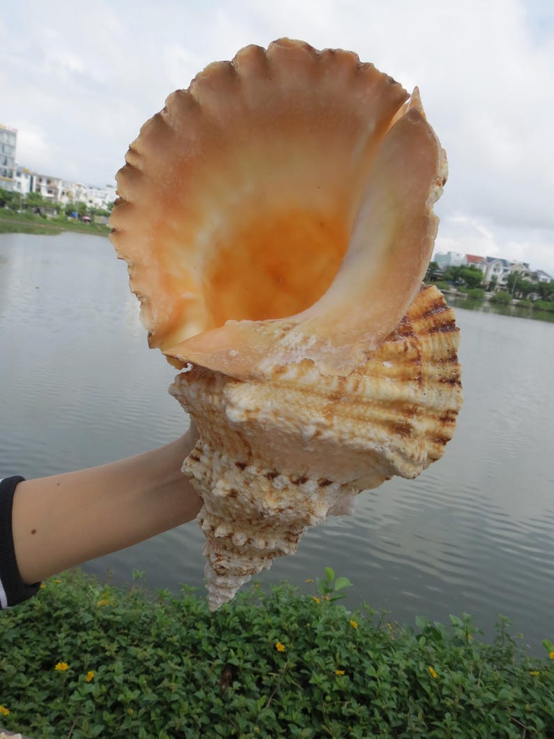 Large Natural Sea Shell, Tutufa Bubo Shell,big Sea Shell for Decoration ...