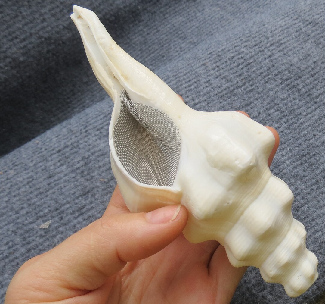 Conch Shell Pipe, Shell Pipe, Special Pipe - Etsy