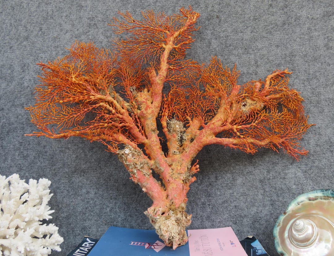 Natural Red Coral Branch, 18.1 Inch, Beautiful Shape, Real Coral Very ...