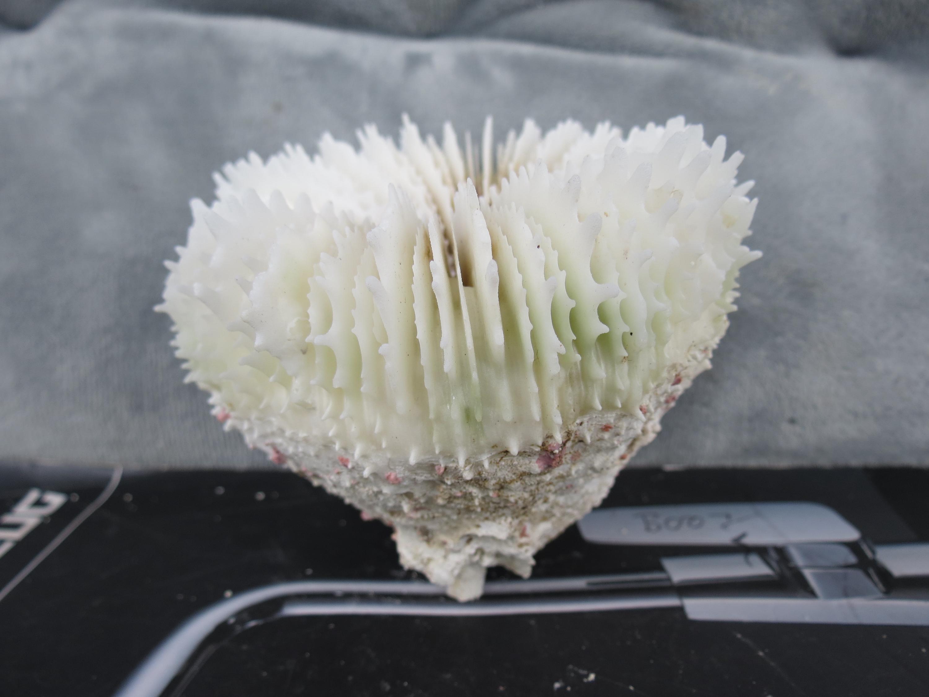 Real White Coral is Very Beautiful, Natural Coral Flower Shape, Very ...