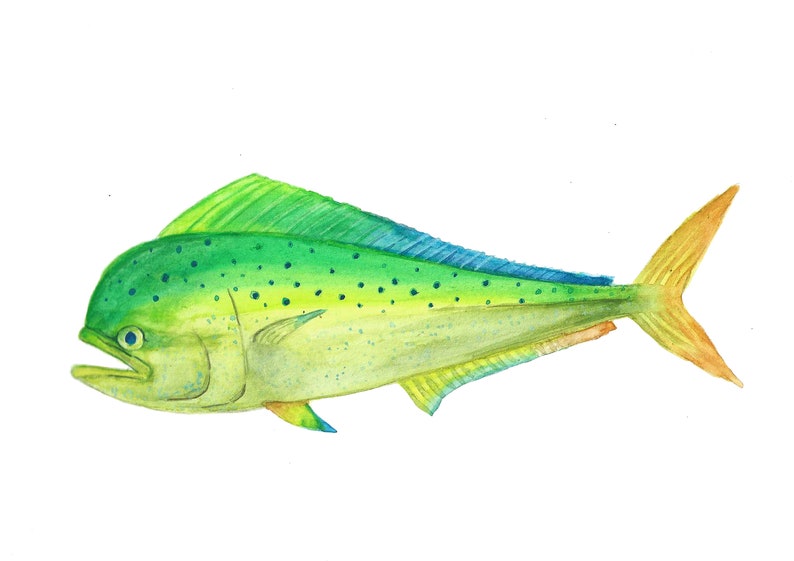 Mahi Mahi Watercolor | Digital Art | Printable Digital Art - Etsy