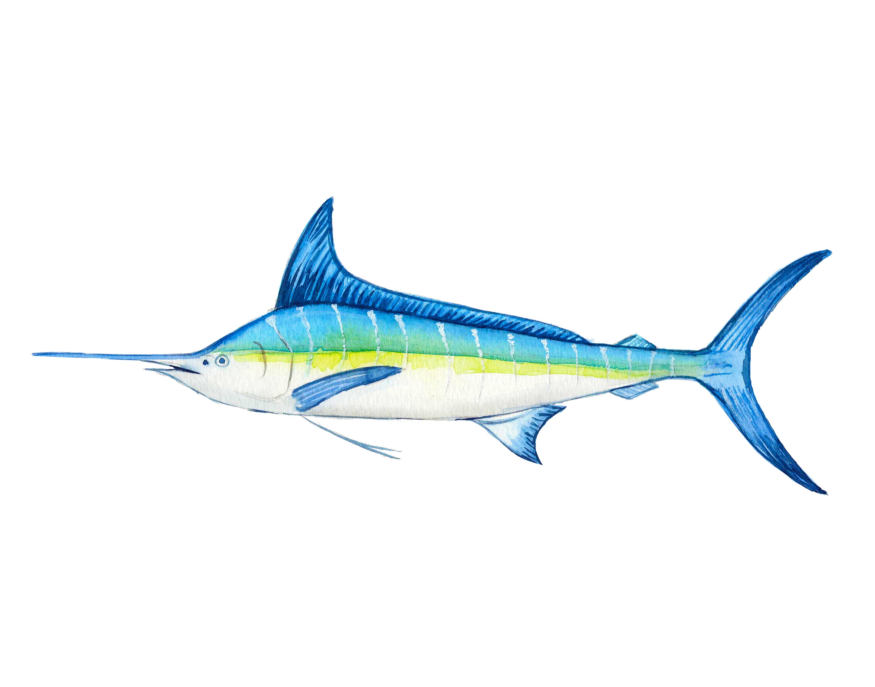Marlin Watercolor Digital Printable Art Sea Marine Life - Etsy