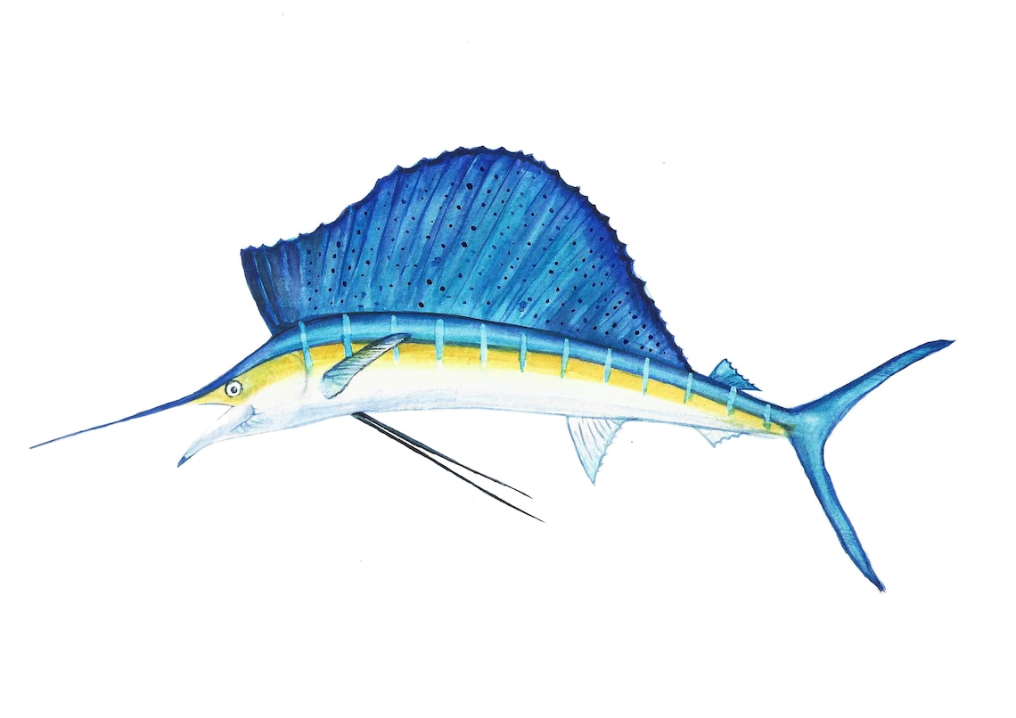 Sailfish Watercolor Digital Printable Art Sea Marine Life - Etsy