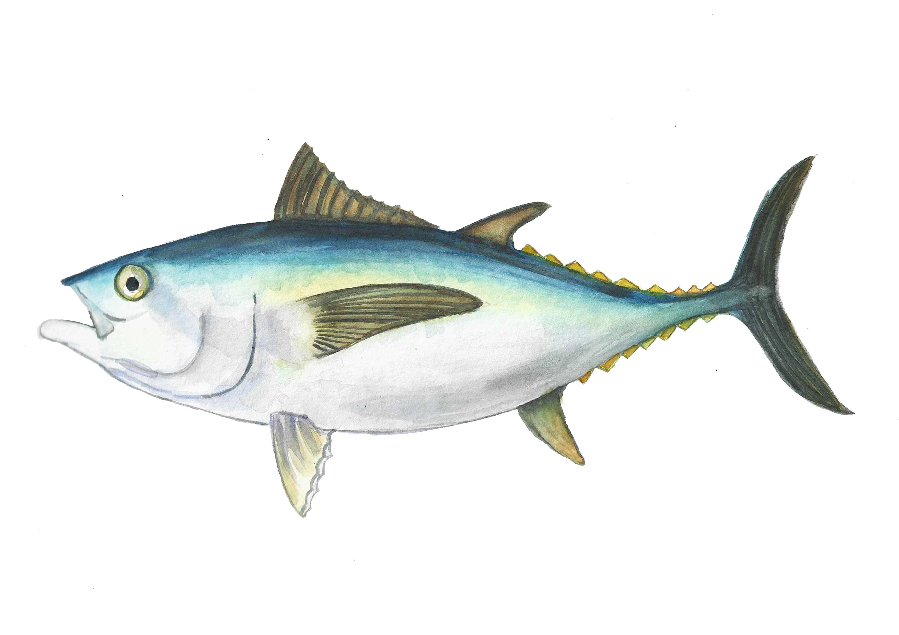 Bluefin Tuna | Watercolor Printable Digital Art | Marine Life ...
