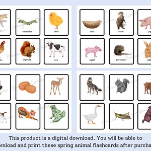 Spring Animal Flashcards - Etsy