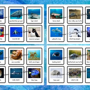 72 Ocean Animal Flashcards, Printable Montessori Flashcards, ESL ...