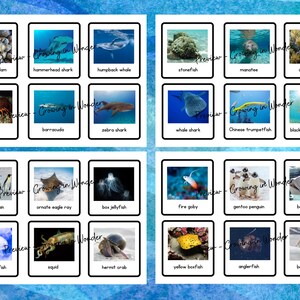 72 Ocean Animal Flashcards, Printable Montessori Flashcards, ESL ...