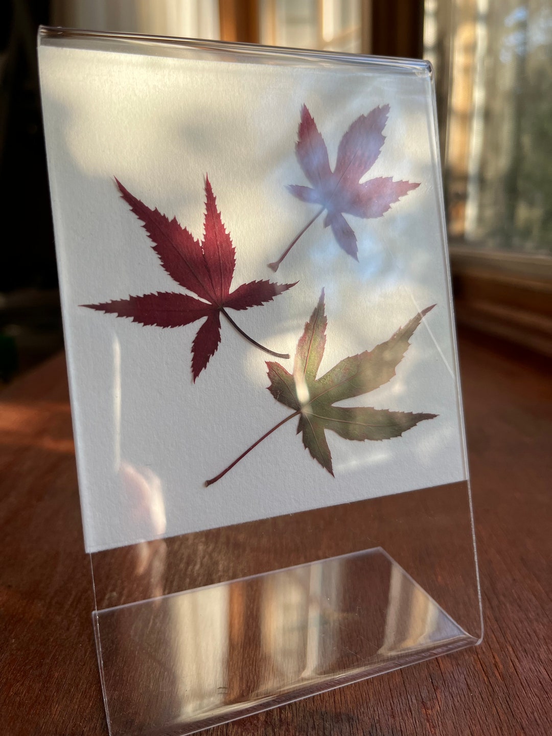 Pressed and Dried Colorful Maple Leaves Displayed in Slant Back Acrylic ...