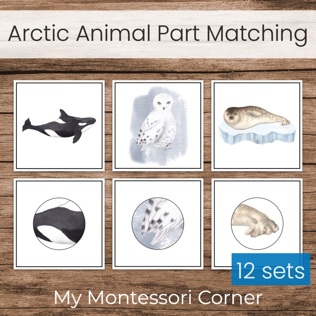 Arctic Animals I Spy Part-to-whole Matching Cards, Montessori Preschool ...