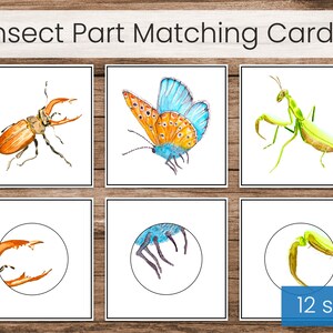 Insects Activity Bundle (montessori Preschool Printable Unit) - Etsy
