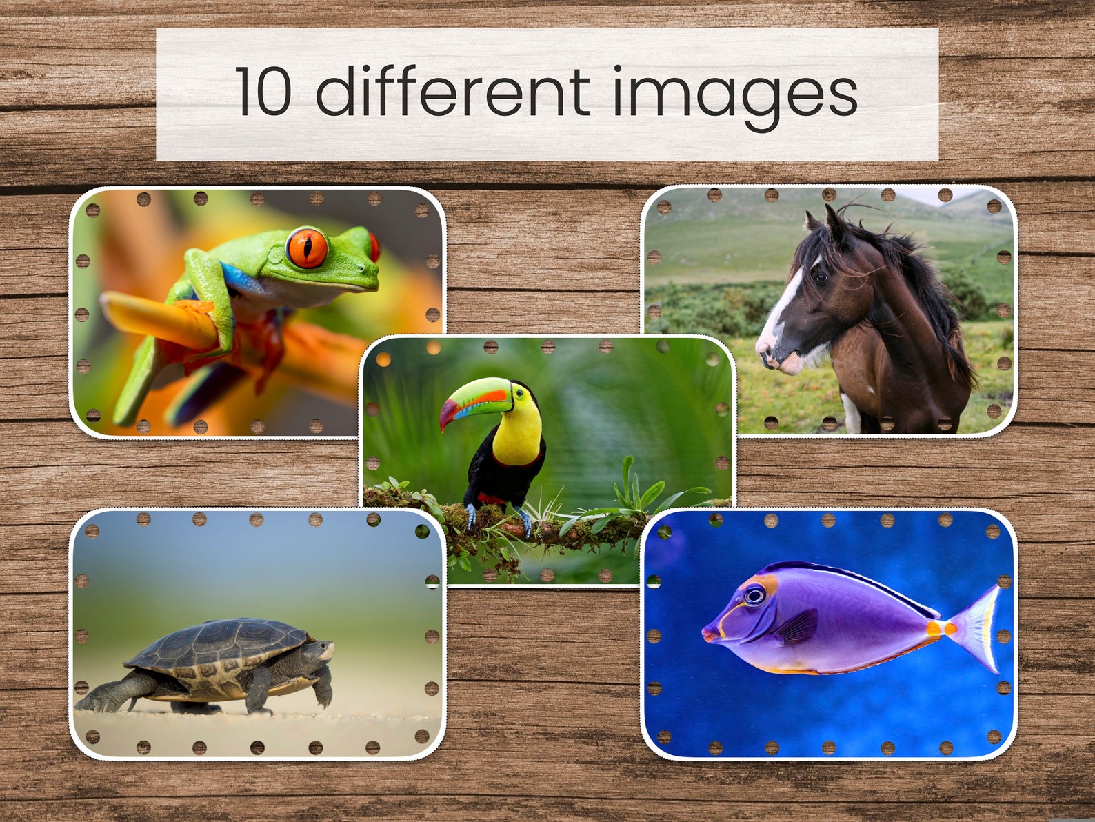 Vertebrate Types Lacing Cards (printable Preschool Fine Motor Activity ...