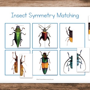 Insects Match and Sort (preschool Printable Binder Activities) - Etsy