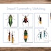 Insects Match and Sort (preschool Printable Binder Activities) - Etsy
