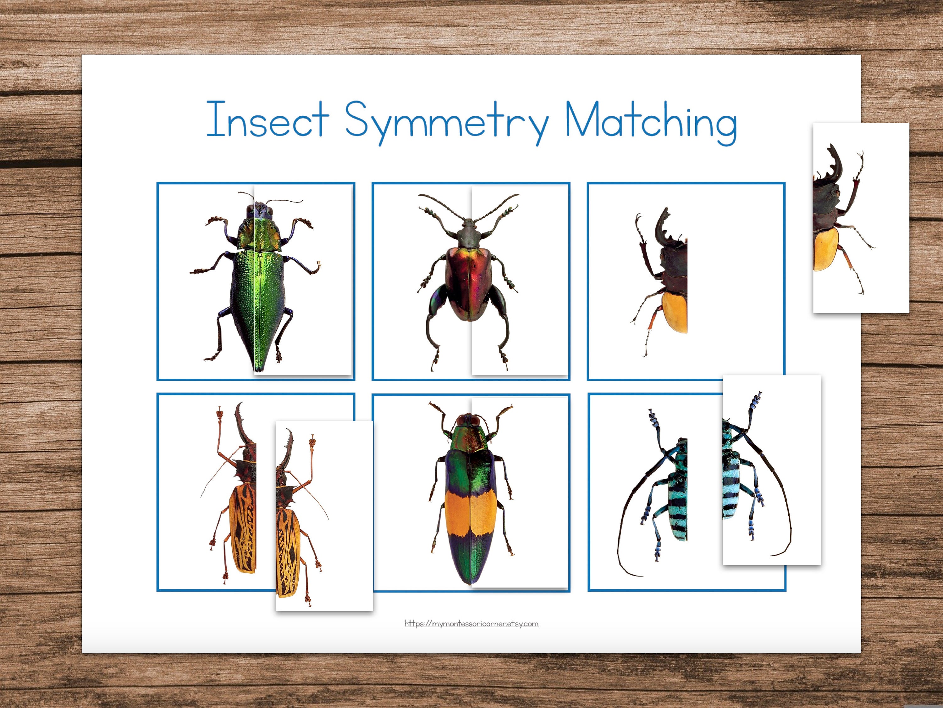 Insects Match and Sort (preschool Printable Binder Activities) - Etsy