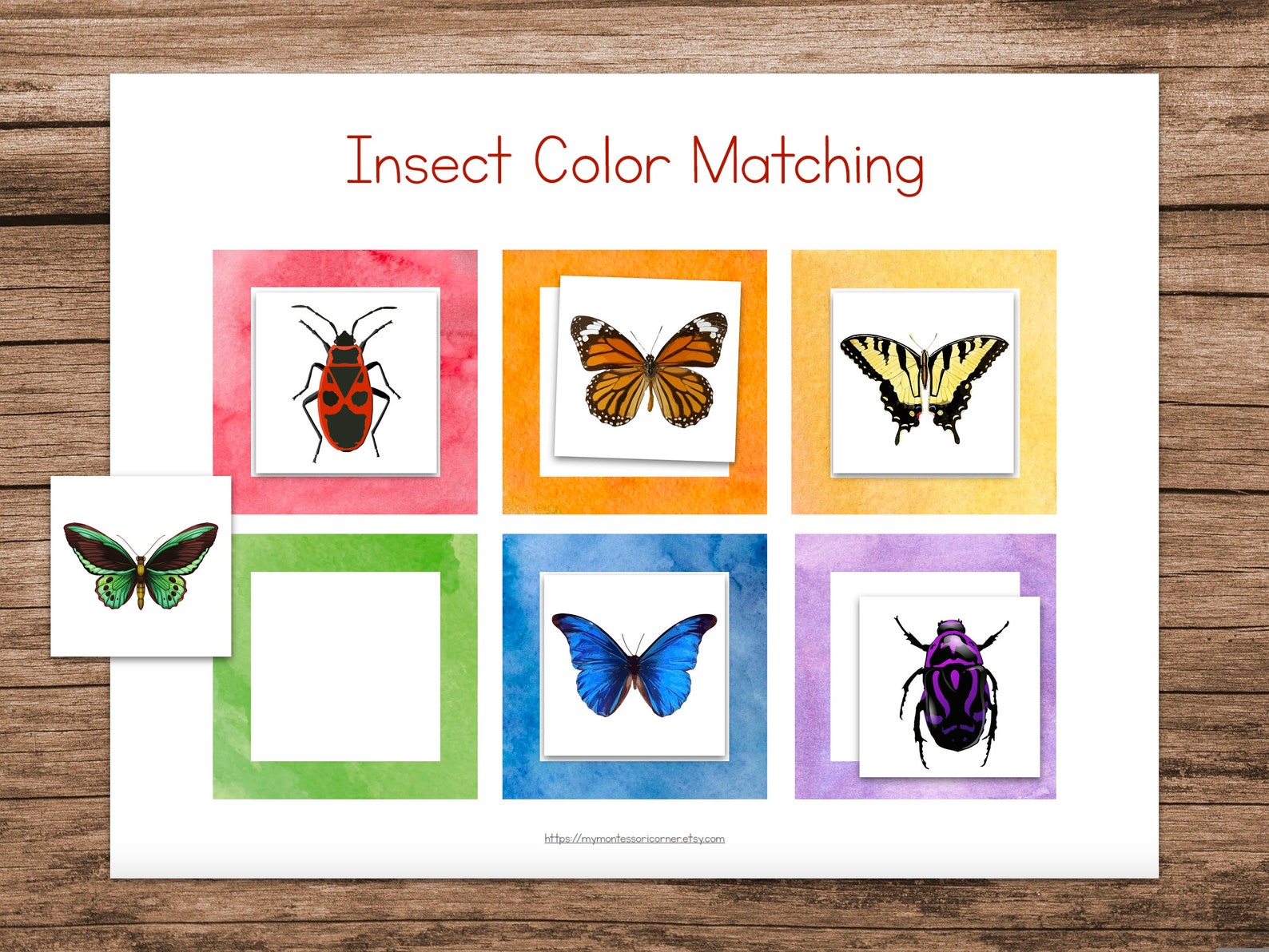 Insects Match and Sort (preschool Printable Binder Activities) - Etsy